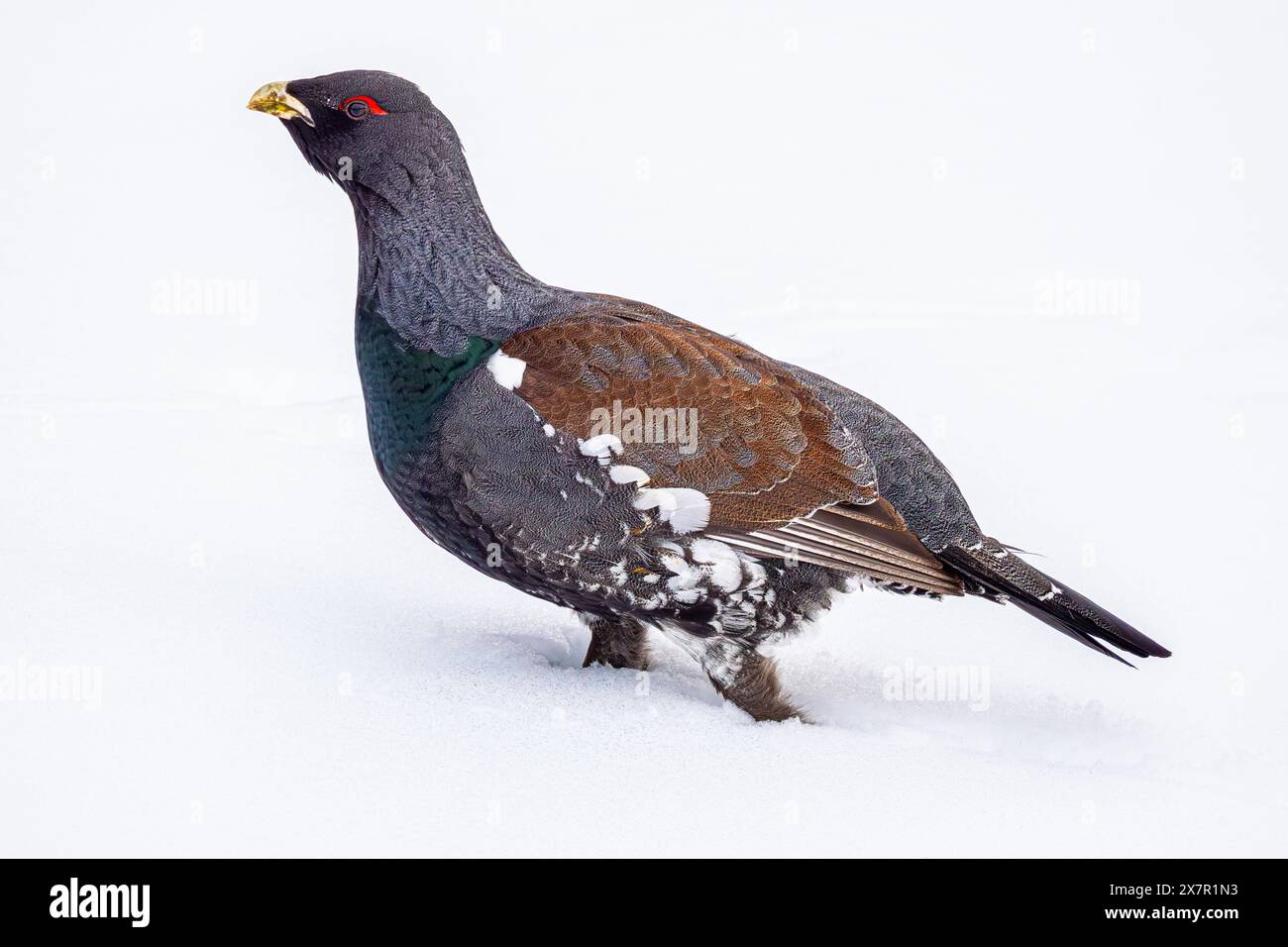 Red eyebrow hi-res stock photography and images - Alamy