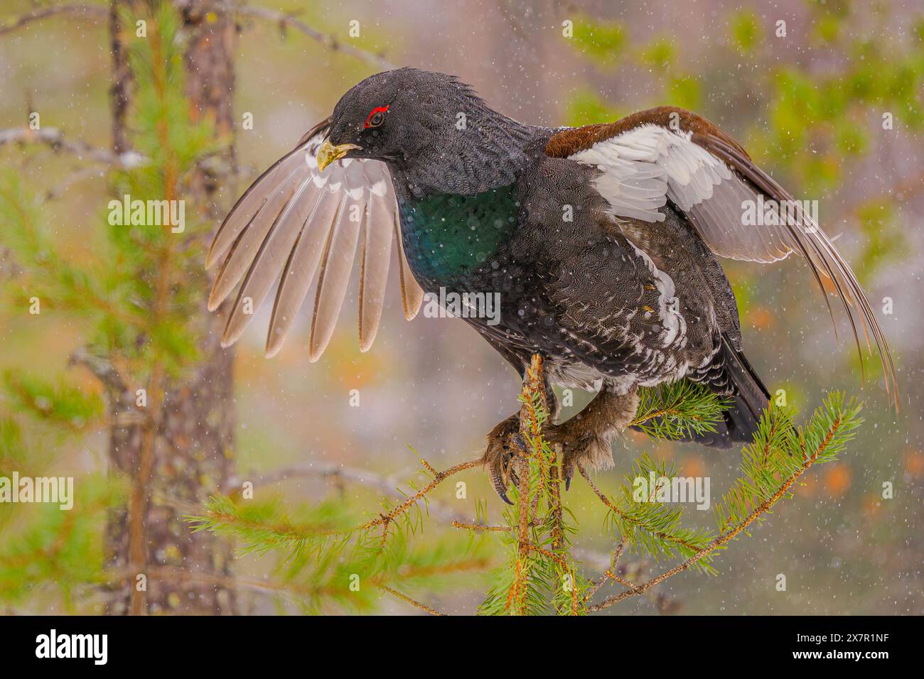 A male Capercaillie spreads its wings majestically while perched on a ...