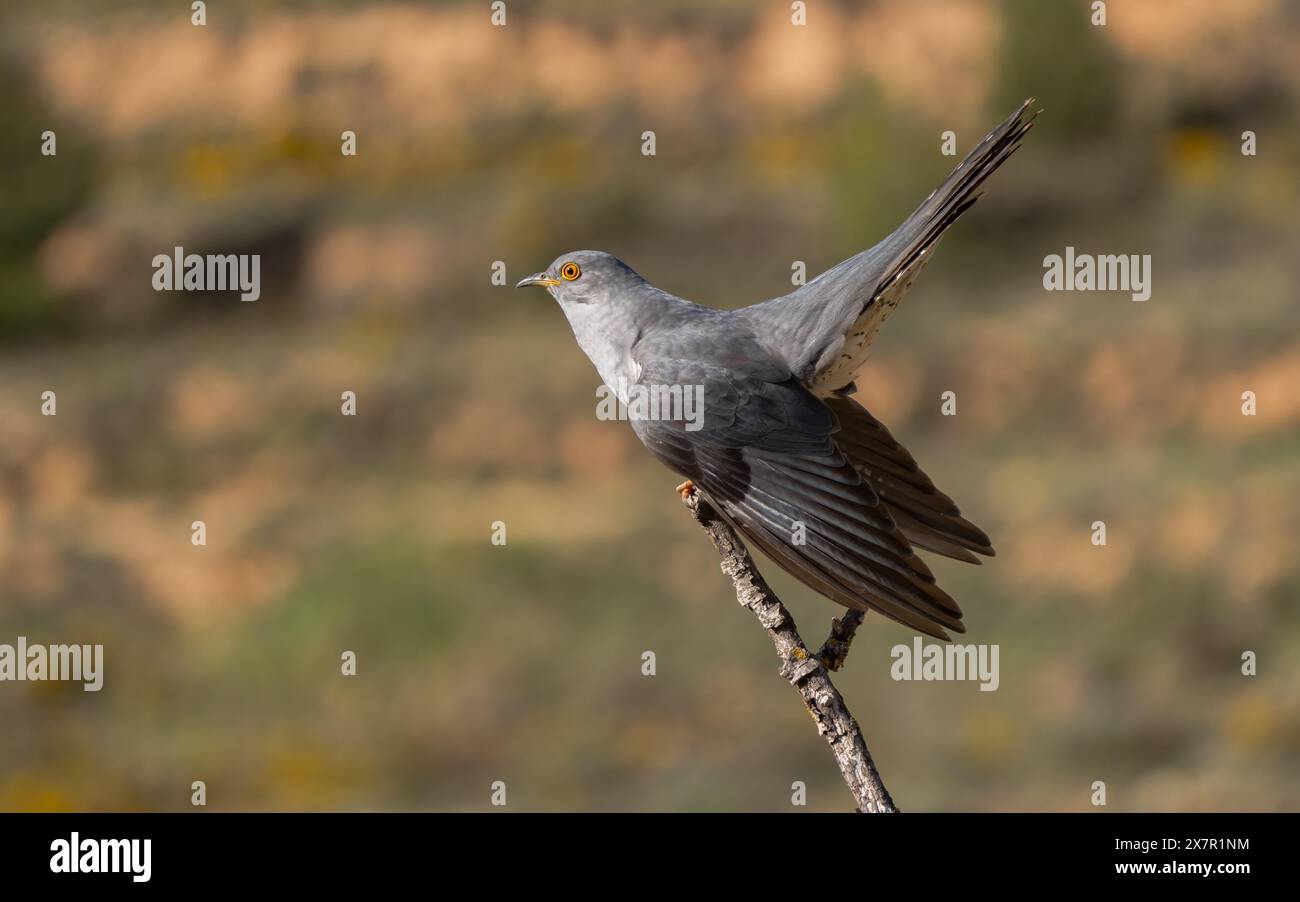 A majestic cuckoo bird perched elegantly on a branch, with its wings ...
