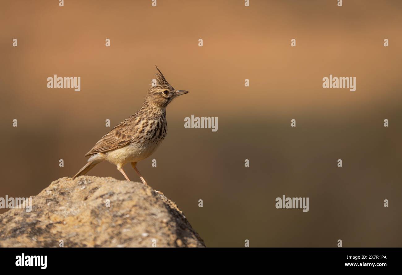 Gallinidae hi-res stock photography and images - Alamy