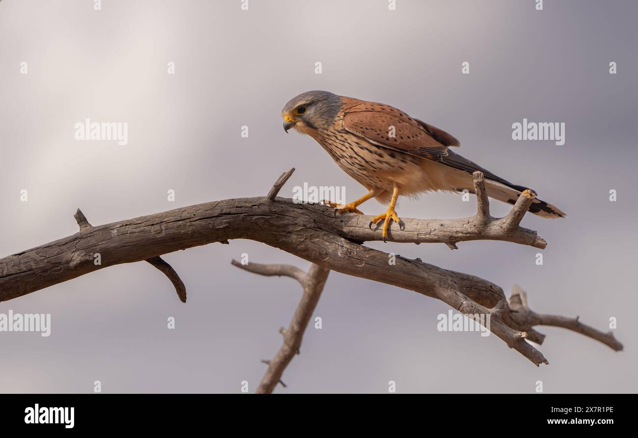 A kestrel, with its striking plumage, perches vigilantly atop a ...