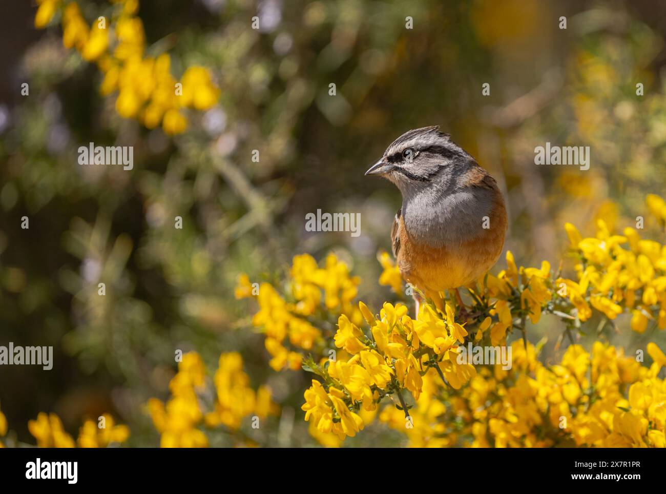 A Rock bunting, a type of passerine bird, shown with detailed plumage ...
