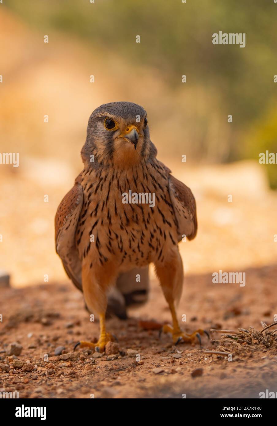 A keen-eyed Kestrel stands on the ground, its feathers detailed and ...