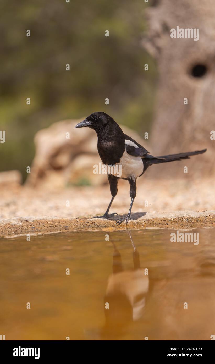 A striking magpie stands at the water's edge, its reflection mirroring ...