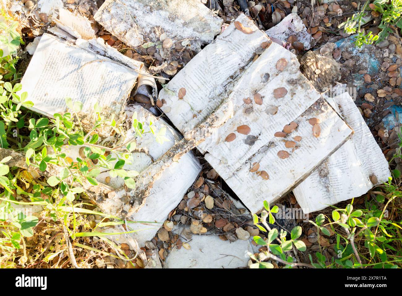 Weathered pages of a book, torn and scattered among rocks and green ...