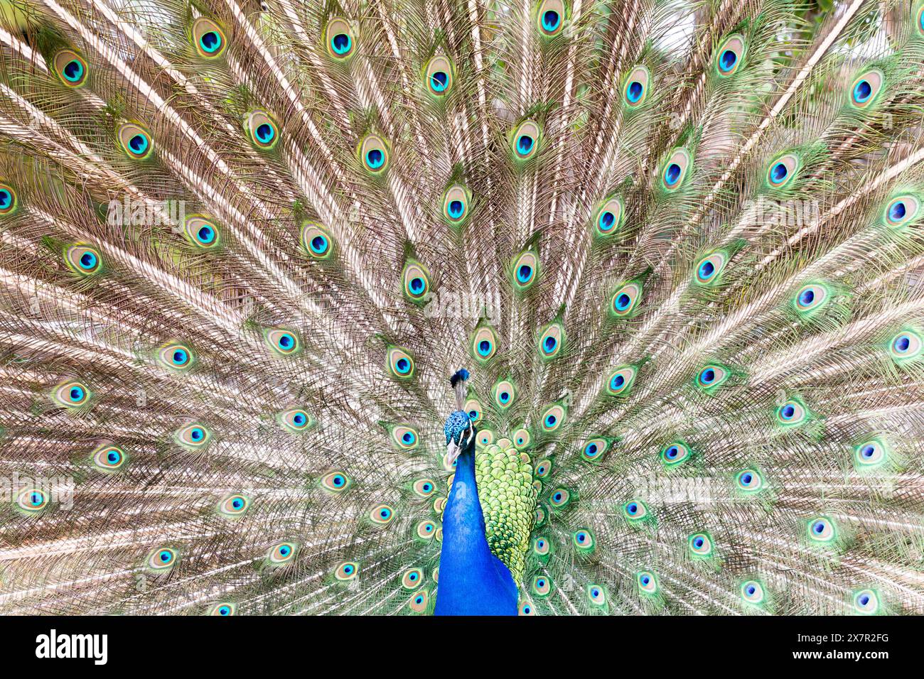 A stunning Indian peafowl, or blue peacock, shows off its iridescent ...