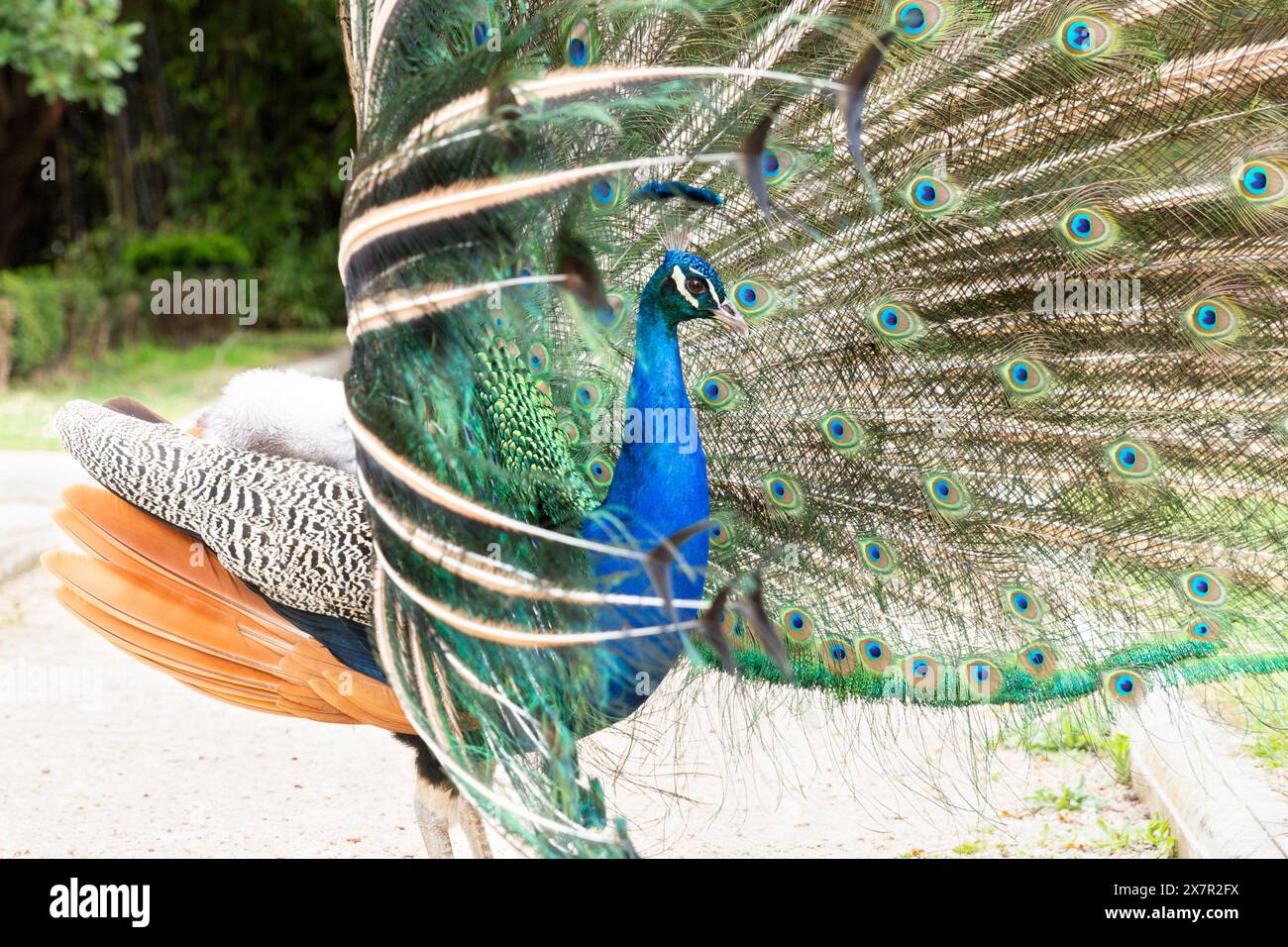 A stunning Indian Peacock with iridescent blue and green plumage in ...