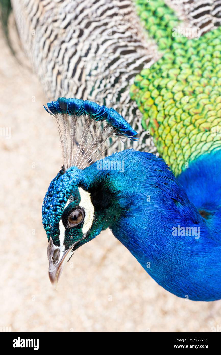 Close-up image highlighting the vibrant blue head and neck of an Indian ...