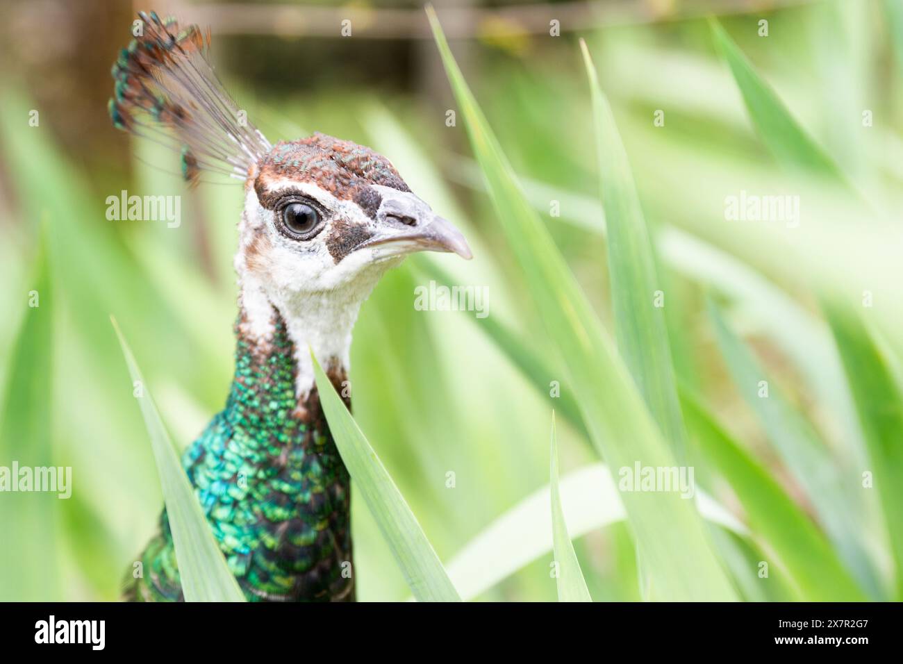 A detailed close-up showcases the intricate patterns and colors of a ...