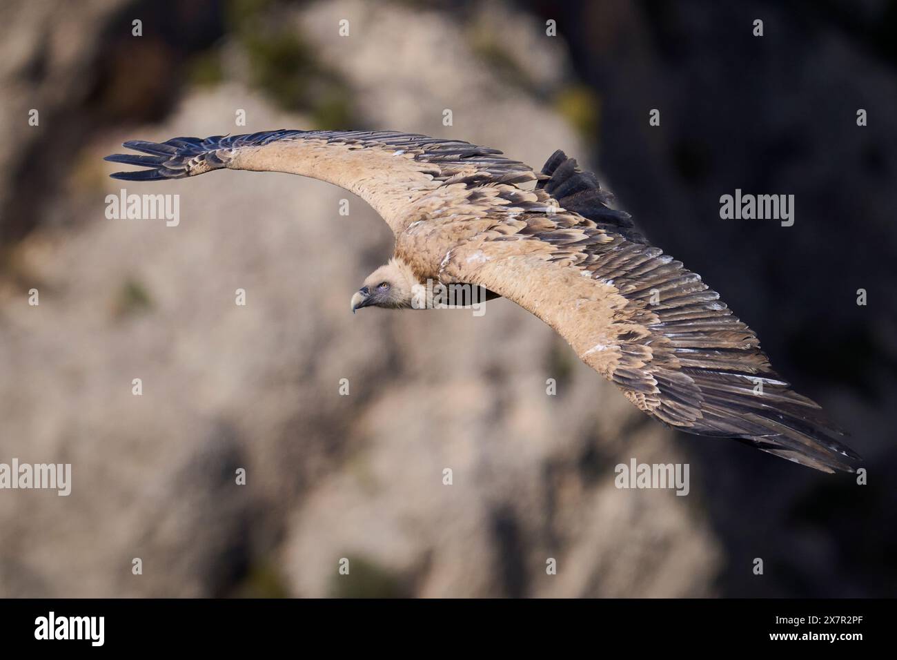 A stunning photo capturing a Griffon Vulture in flight, showcasing its ...