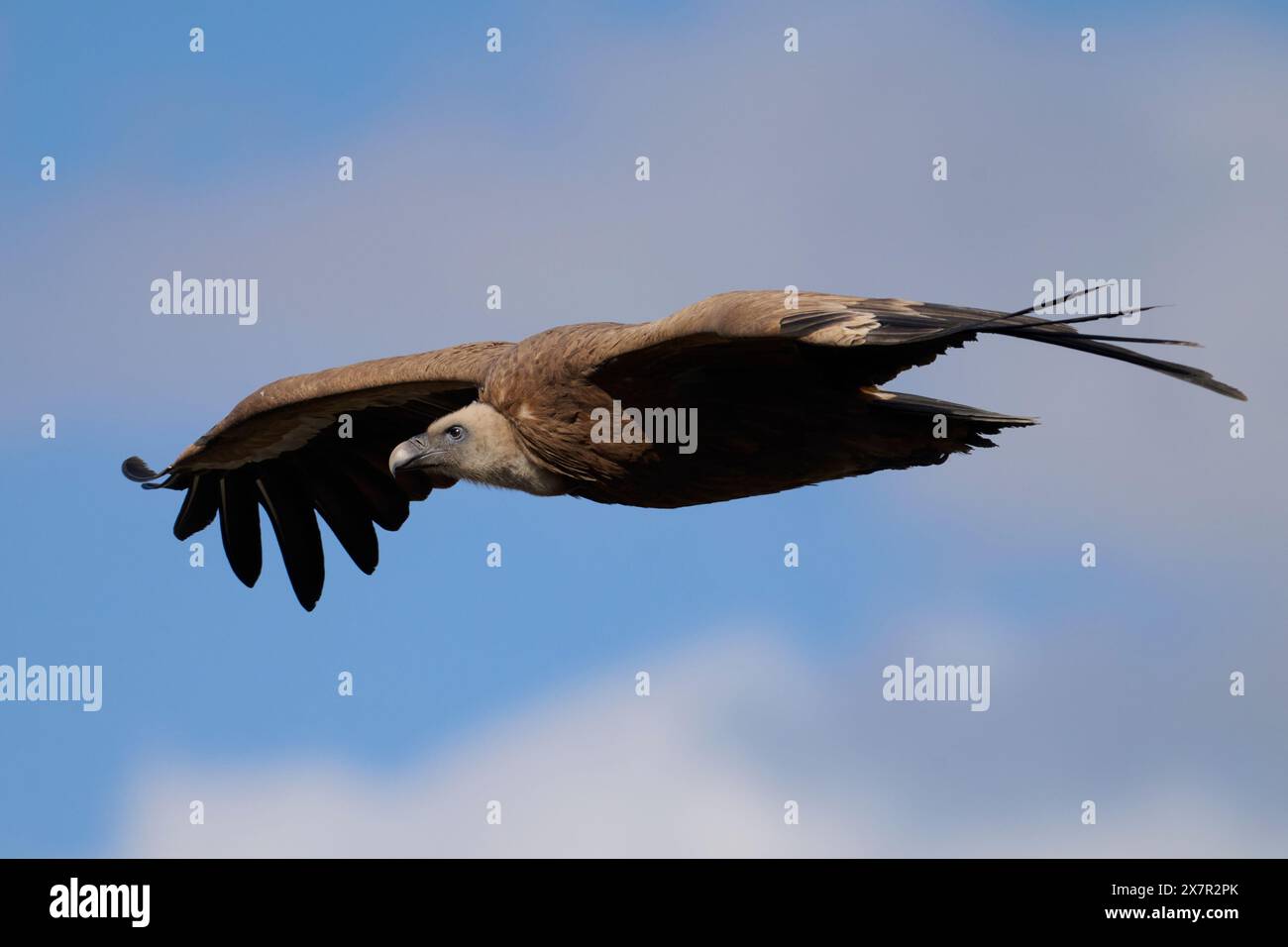 A powerful Griffon vulture glides effortlessly against a backdrop of ...