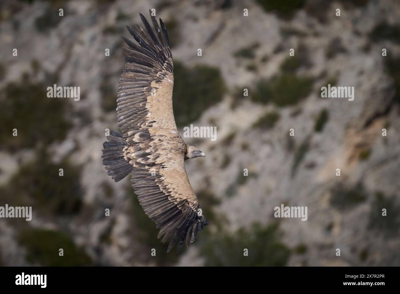 A stunning griffon vulture glides effortlessly, showcasing its ...