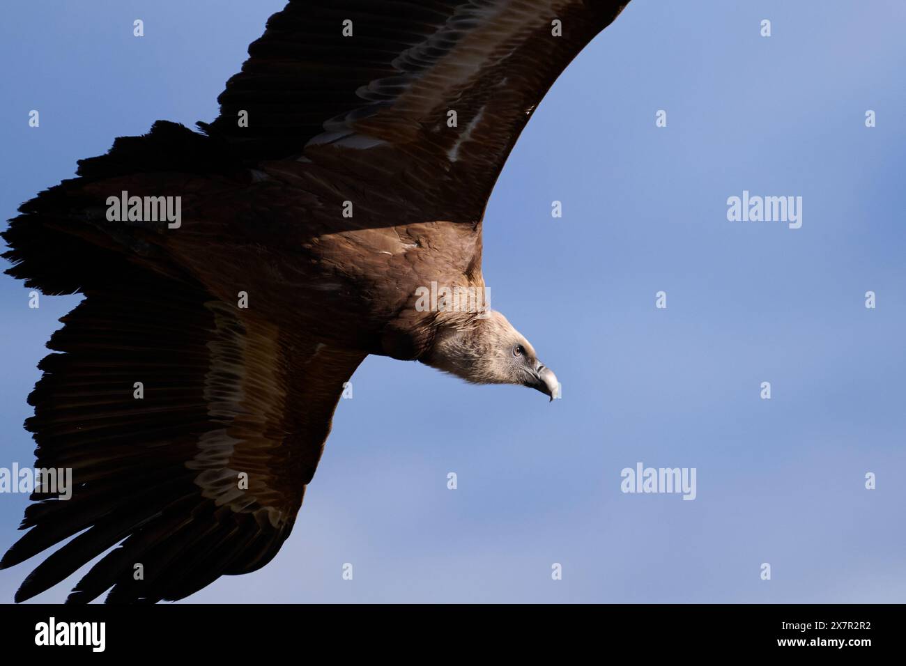 A powerful griffon vulture mid-flight, exhibiting its large wingspan ...