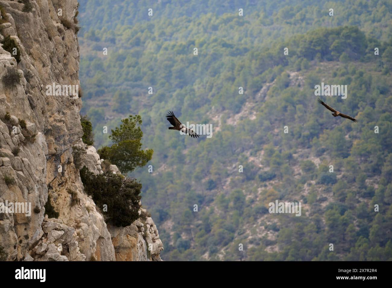 Bird gracefully soaring from tree hi-res stock photography and images ...