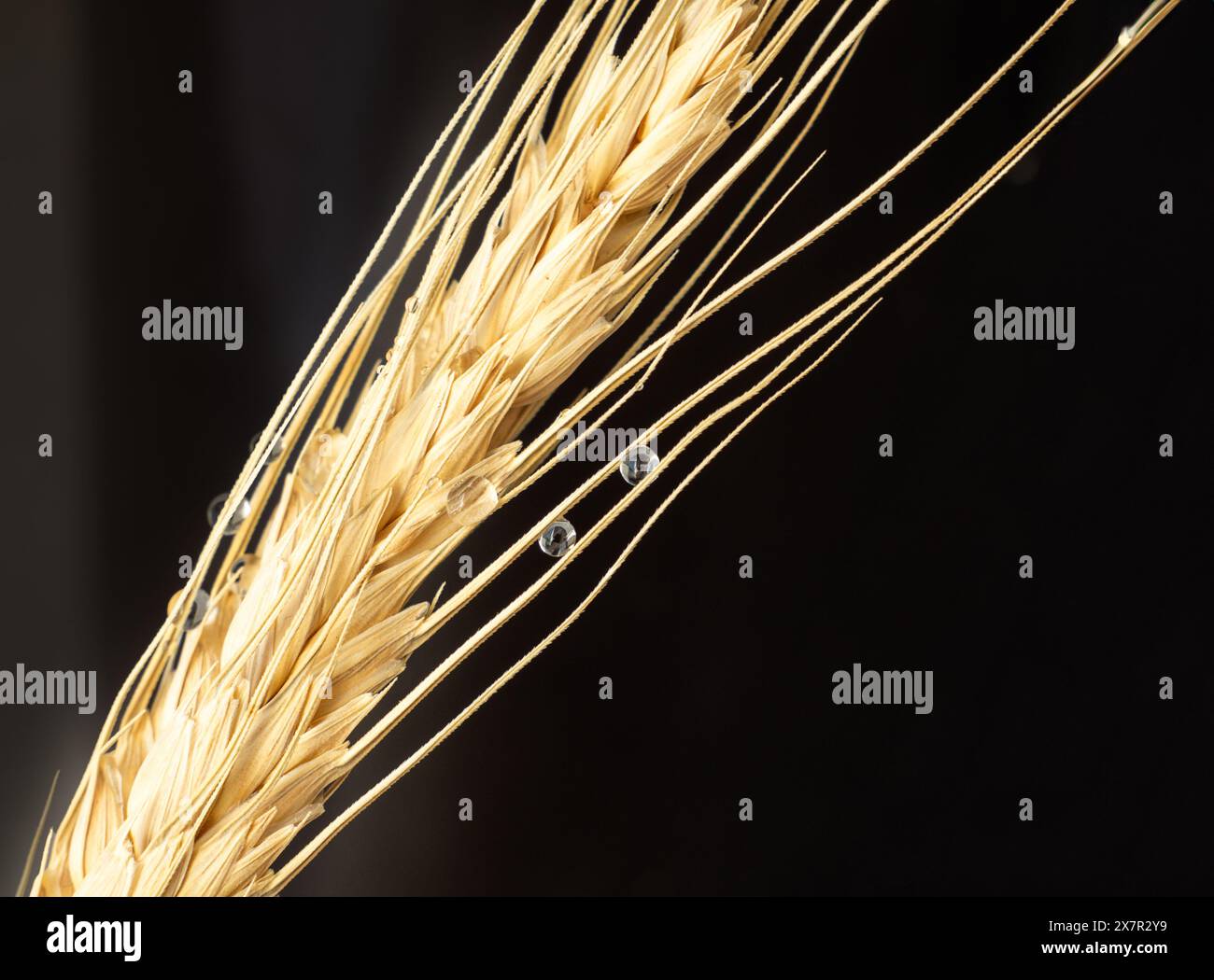 A high-resolution close-up image featuring golden wheat ears against a ...