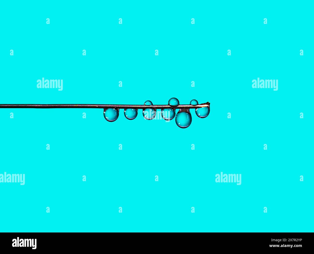 Close-up of delicate water droplets clinging to a slender twig set ...