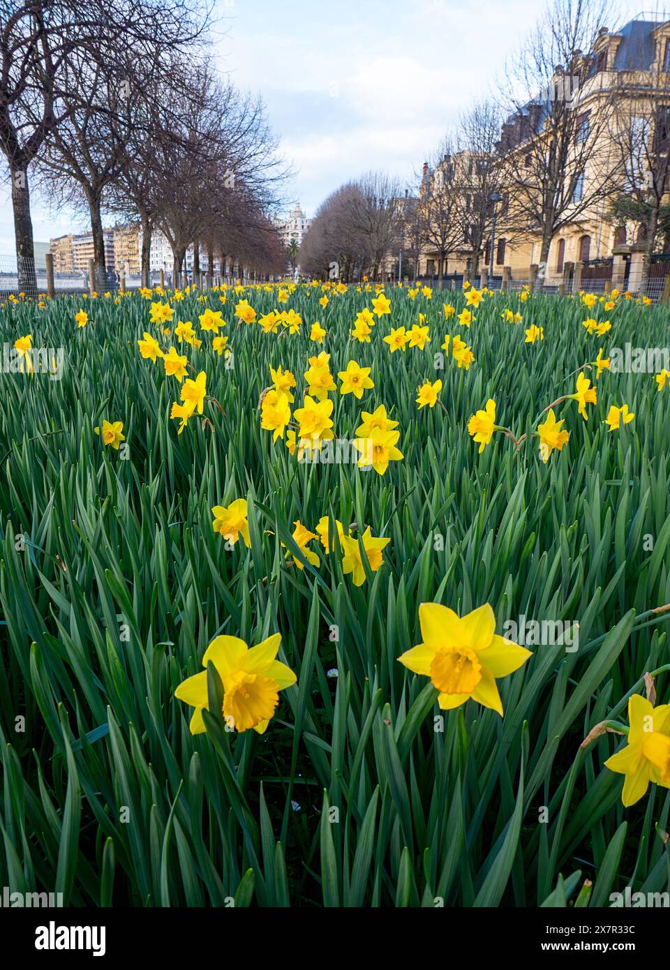 Bright yellow daffodils in full bloom create a vibrant pathway through ...