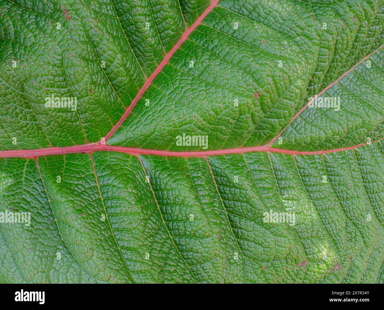 Names Of Leaves With Prominent Veins