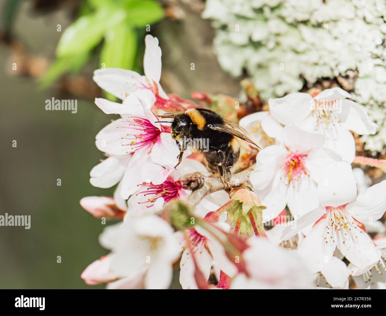Bumblebee pollinating delicate white cherry blossoms in springtime Stock Photo - Alamy