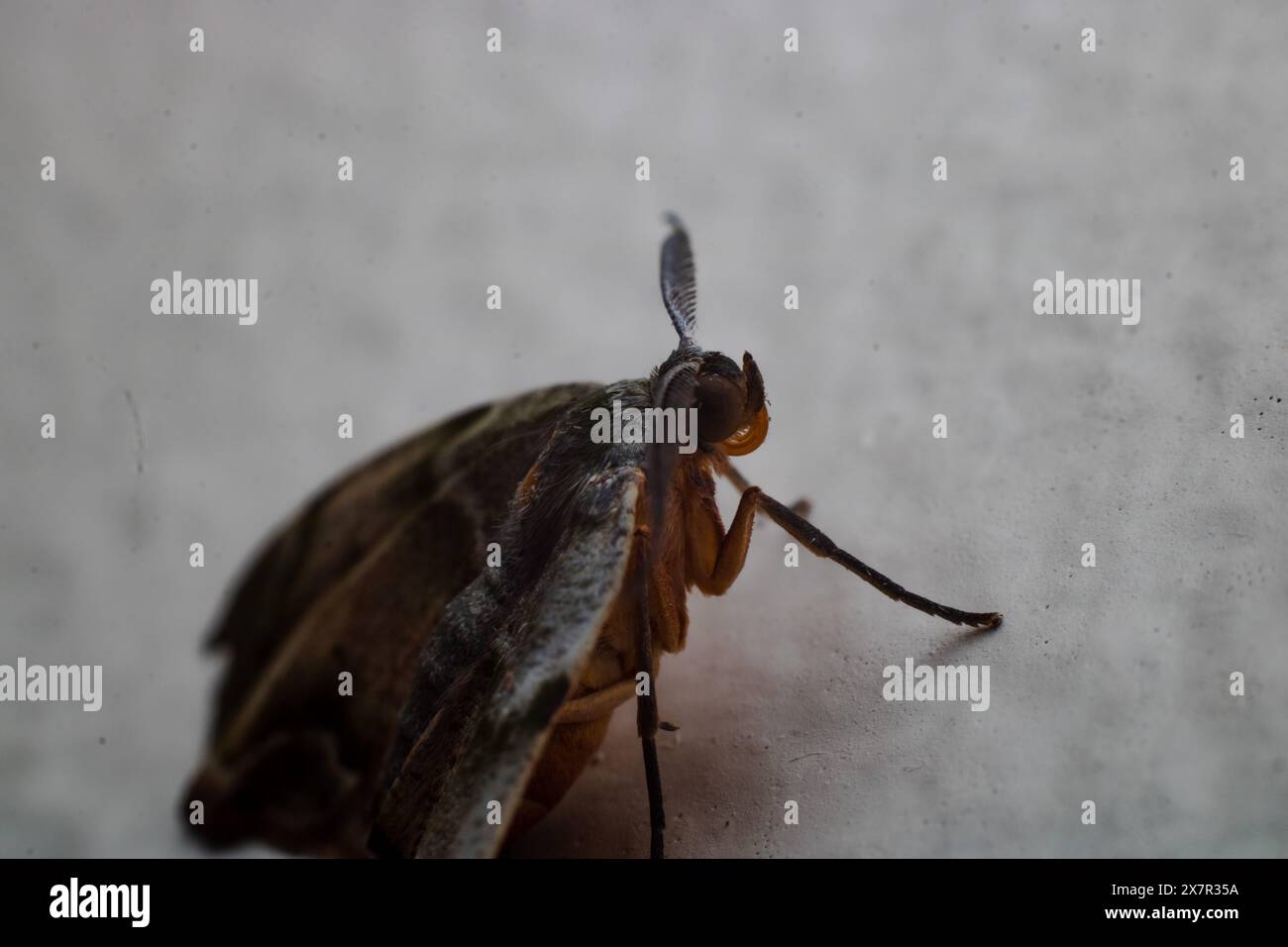 Brown house moth hi-res stock photography and images - Alamy