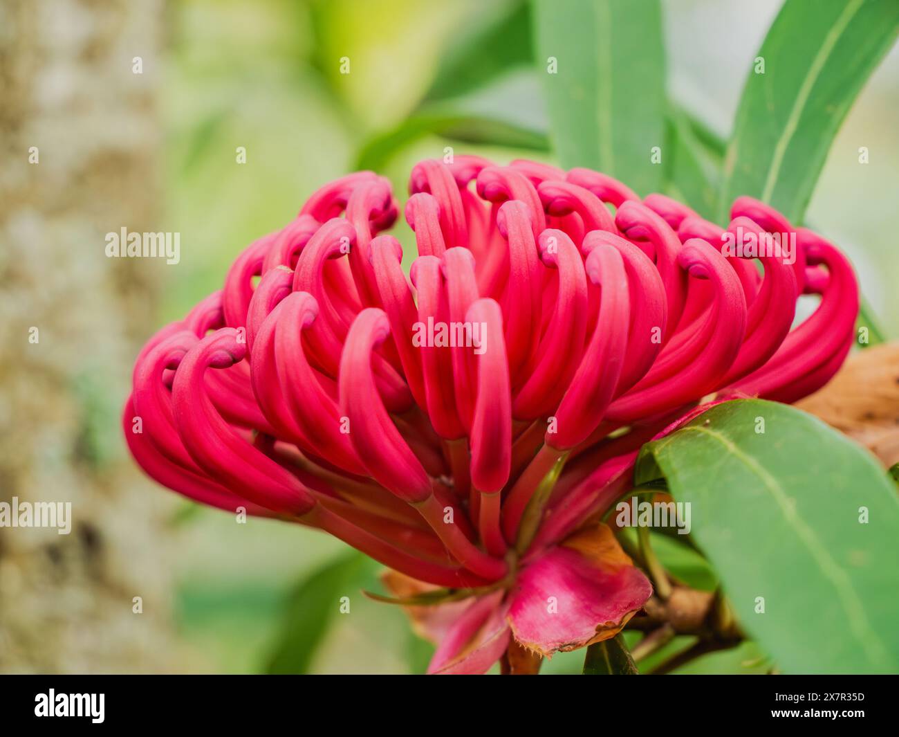 A close-up of a bright pink waratah (Telopea speciosissima) bloom ...