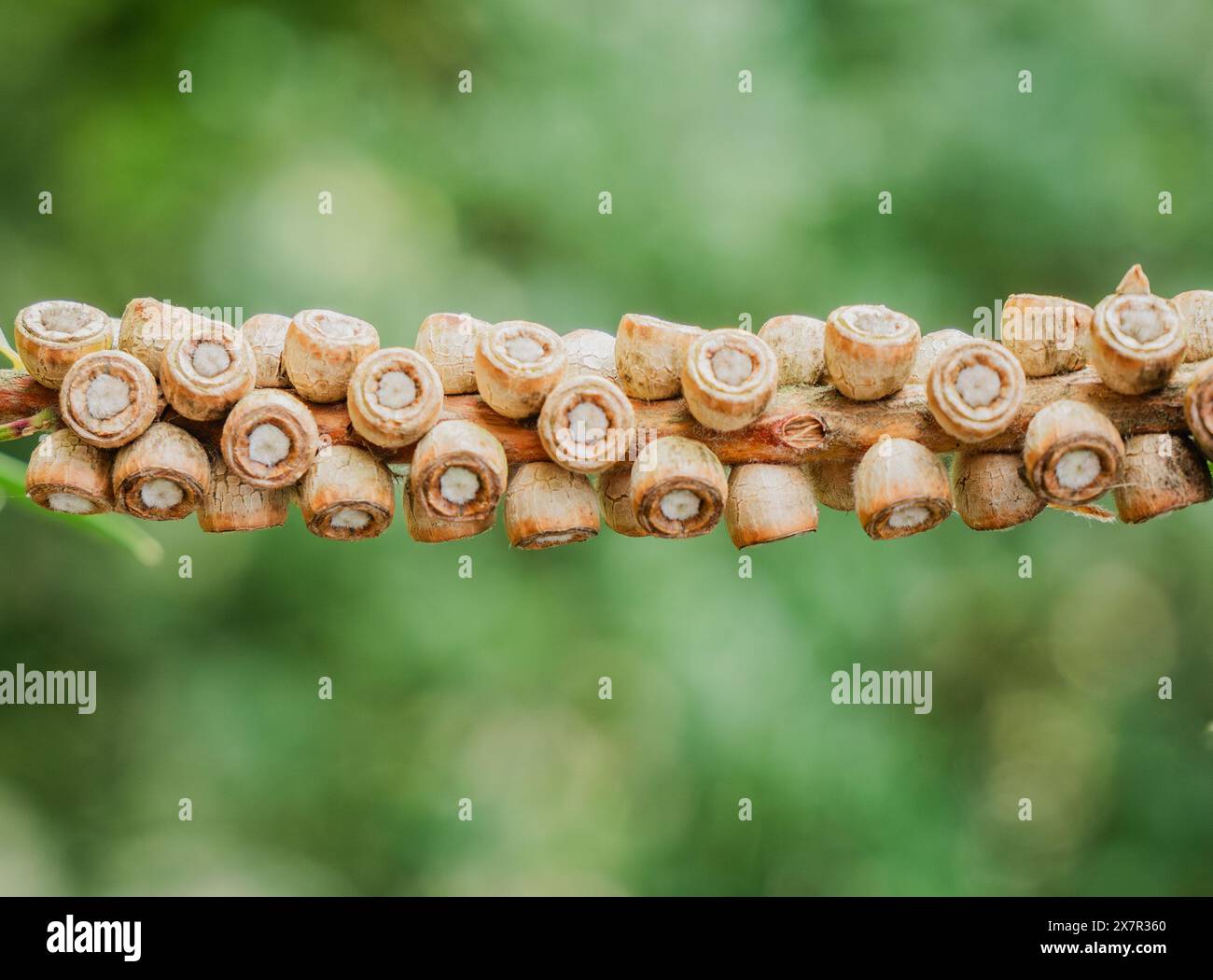 Close-up of fresh cut cross sections of Lemongrass stalks neatly ...