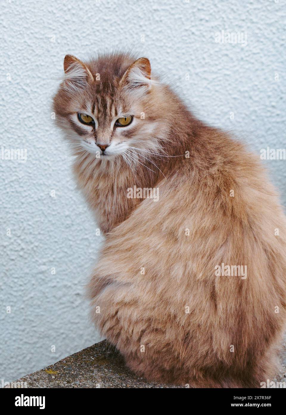 A fluffy, long-haired cat with striking eyes sits against a textured ...