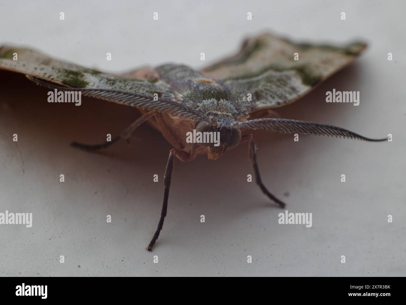 Brown moth resting on a white background, a marble counter top Stock ...