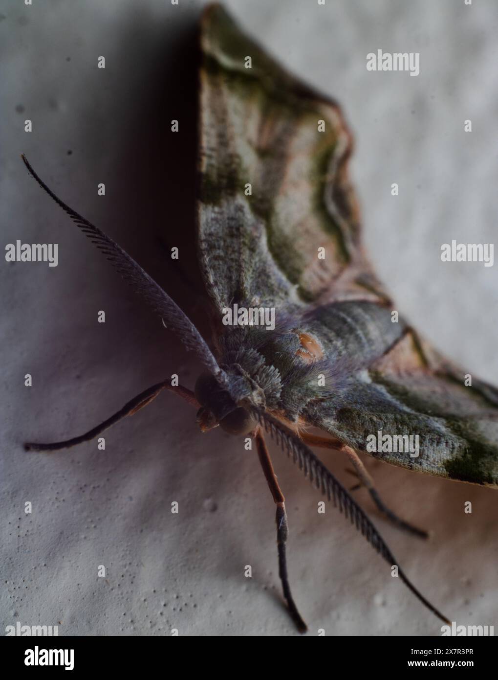 Brown moth resting on a white background, a marble counter top Stock ...