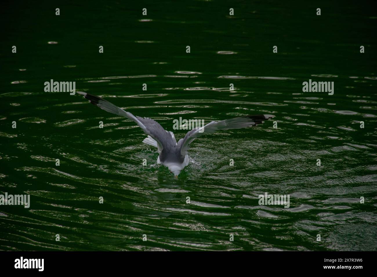 Seagulls dive into the water. Seagulls playing in the sea, taking off ...