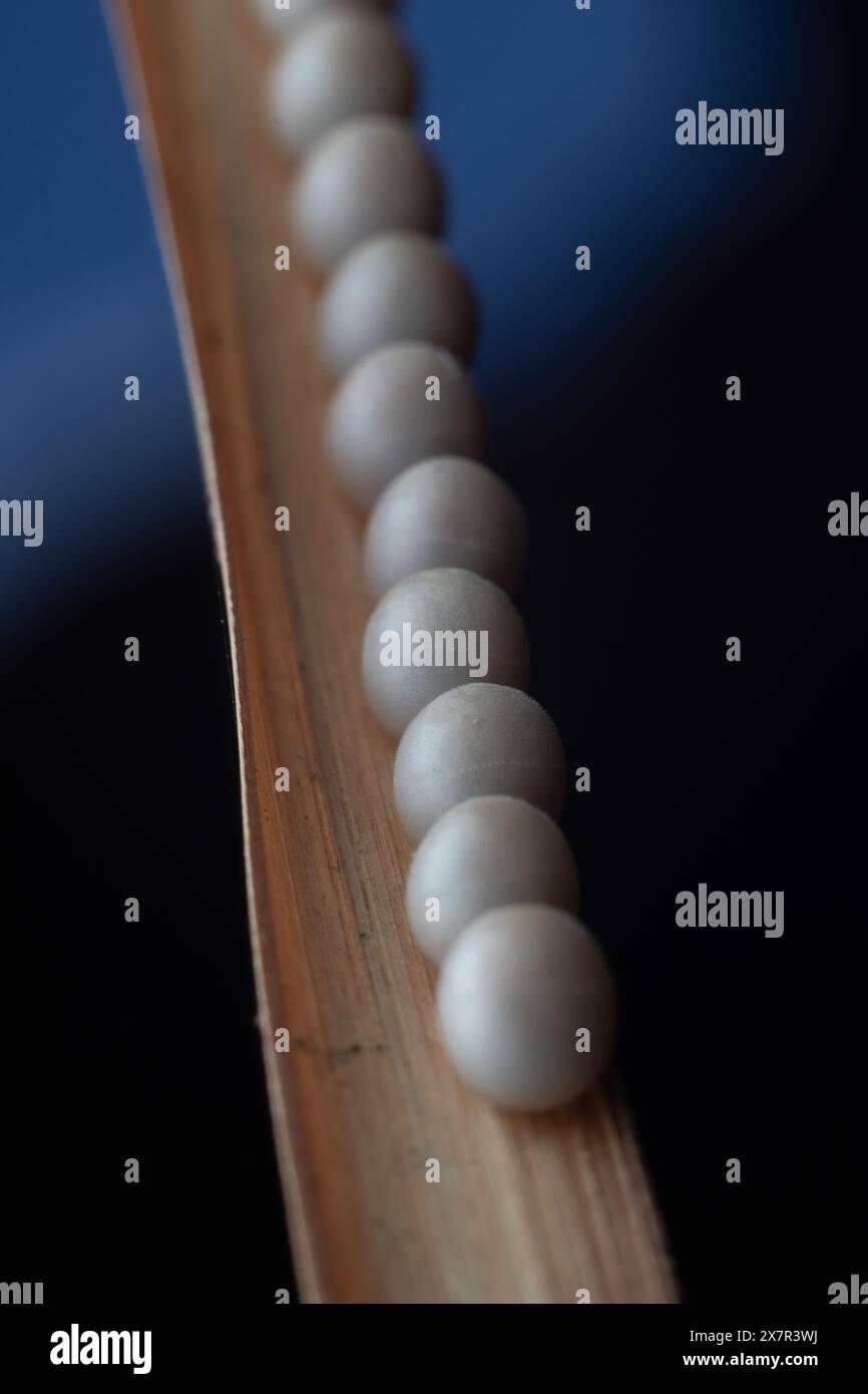 Egg cluster hi-res stock photography and images - Alamy