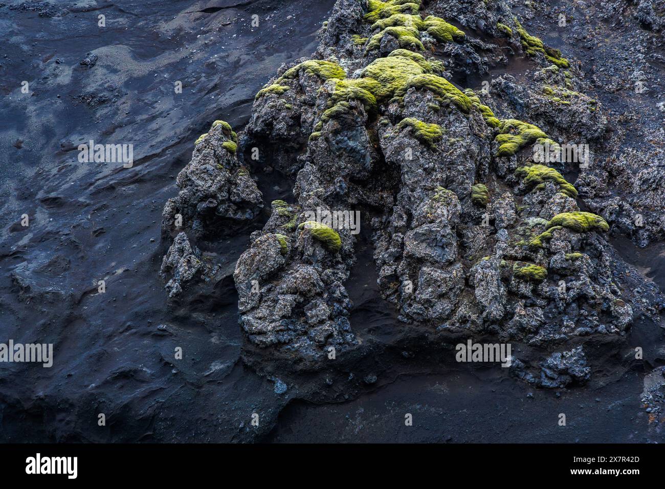 Lush green moss accents the rugged, dark texture of volcanic rock ...