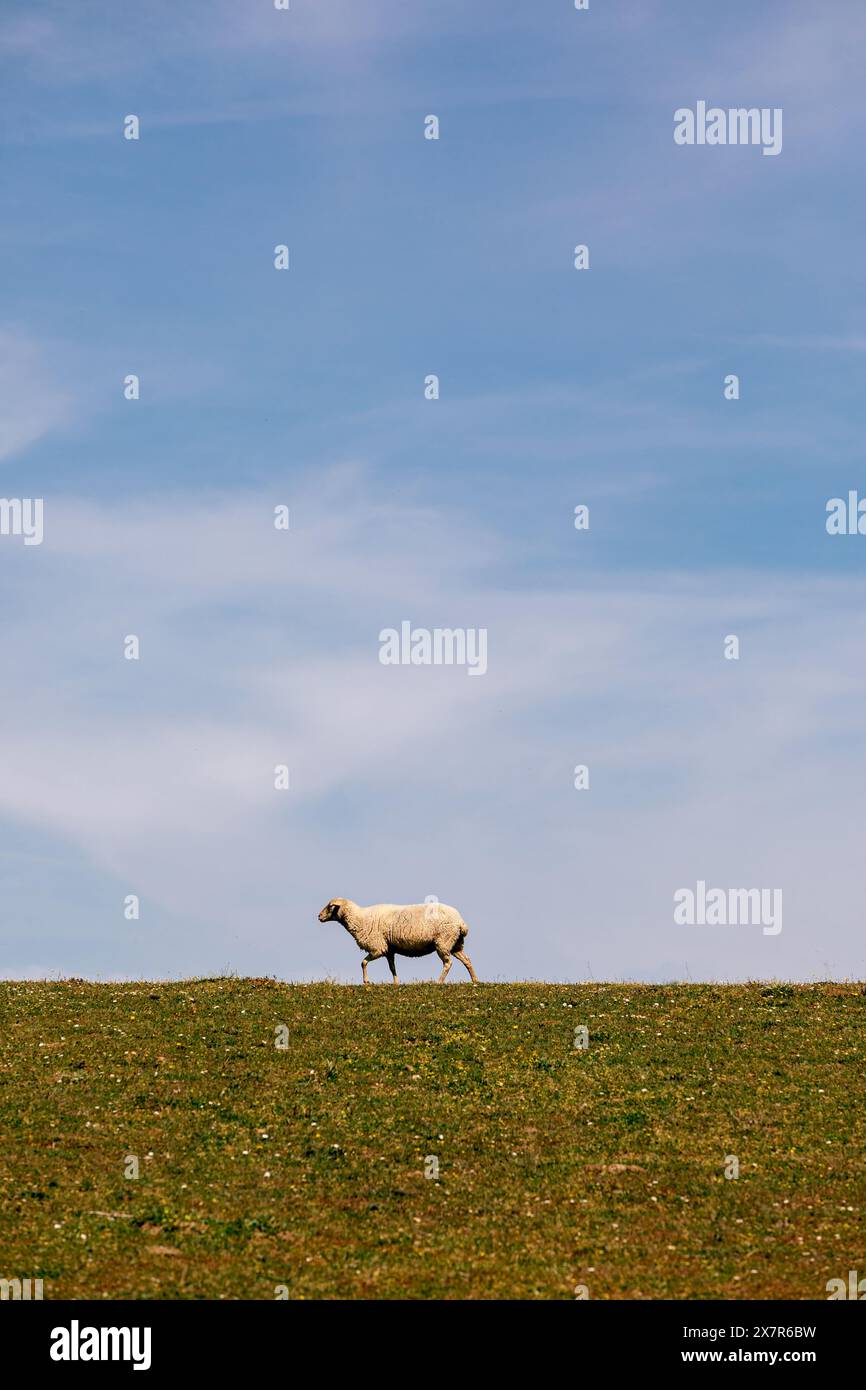 A single sheep stands out against the blue sky, peacefully grazing on a ...
