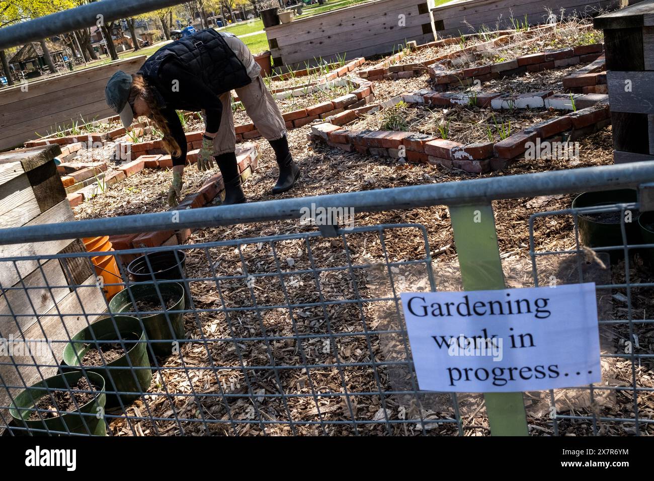 Planting at the Dufferin Grove Park shared garden in the city of ...