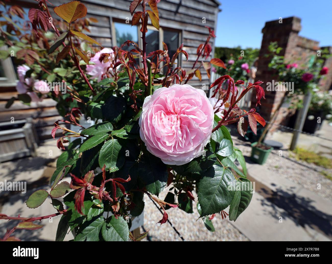 David austin rose hi-res stock photography and images - Alamy