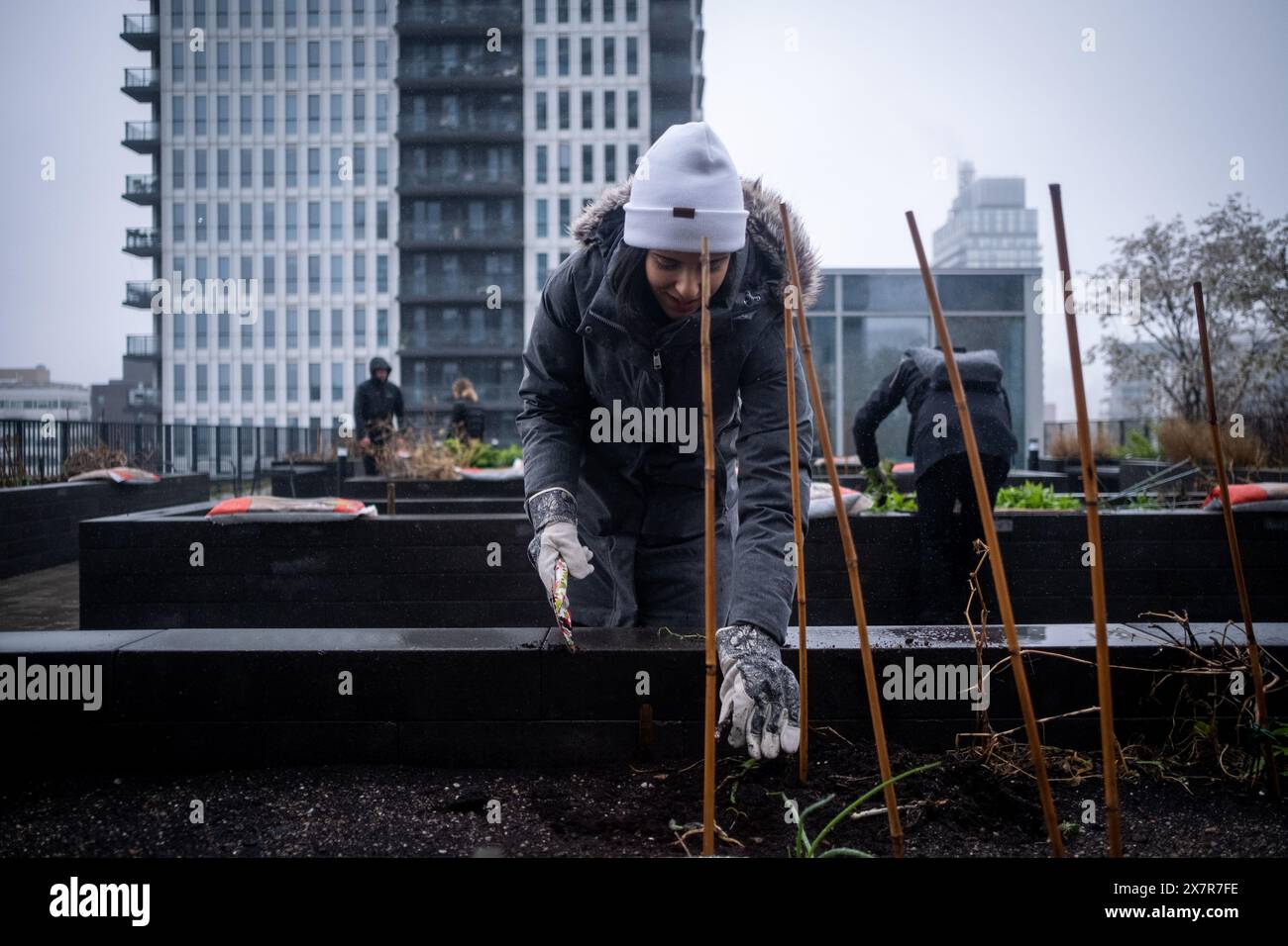 A woman pulling weeds in the shared community garden on the terrace of ...