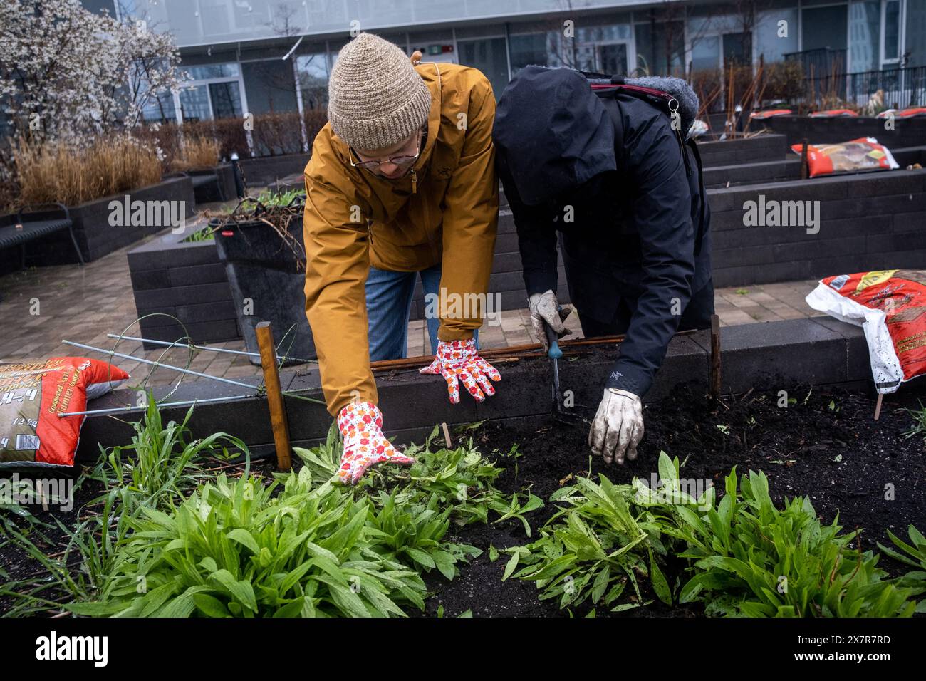 A couple pulling weeds in the shared community garden on the terrace of ...