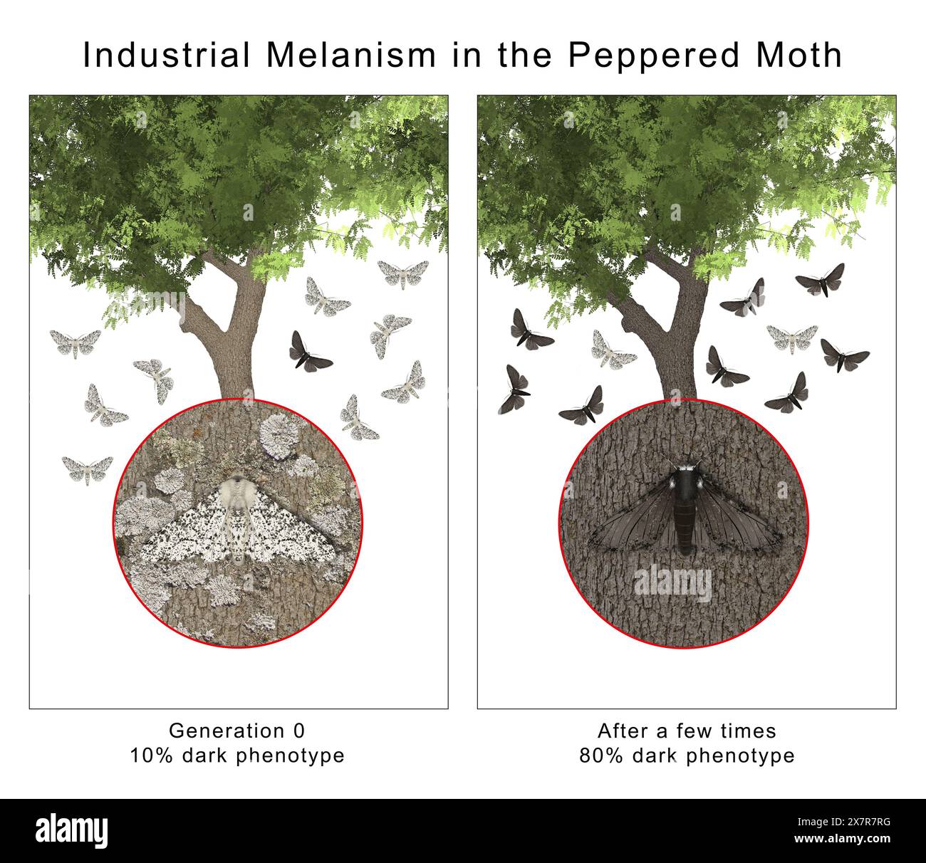 Industrial Melanism in the Peppered Moth Stock Photo - Alamy
