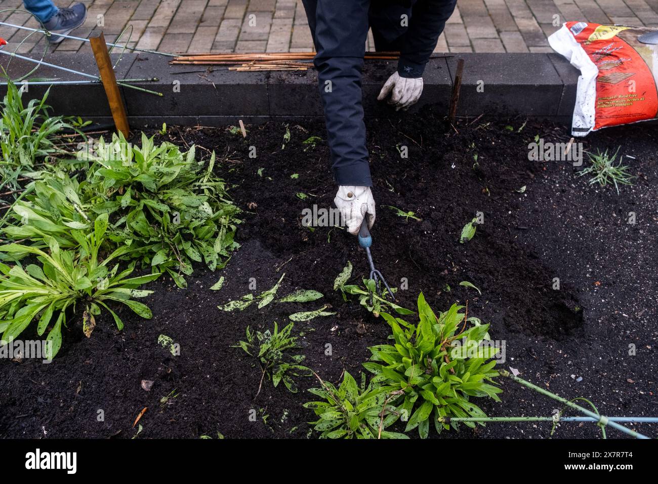 A woman pulling weeds in the shared community garden on the terrace of ...