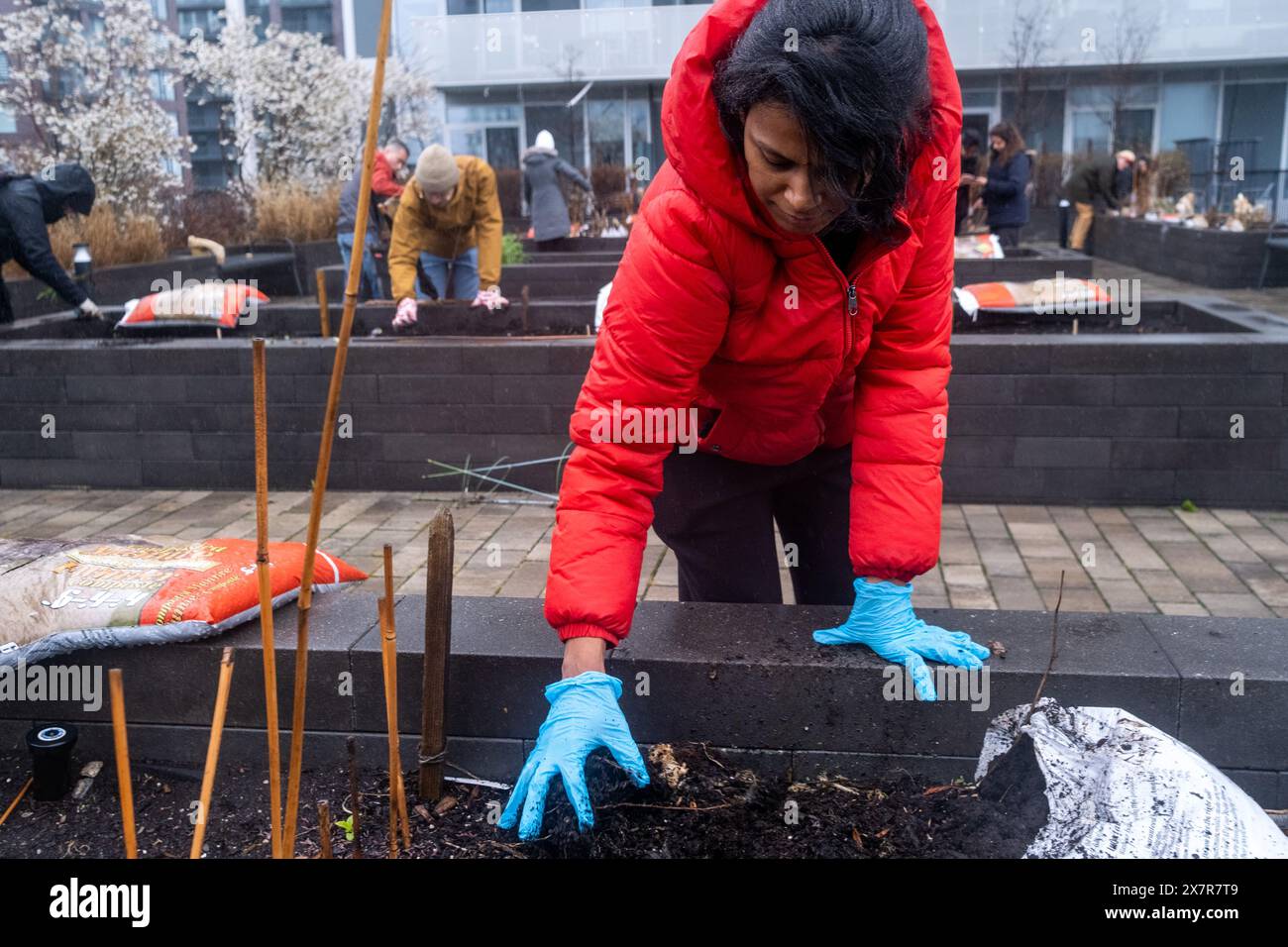 A woman pulling weeds in the shared community garden on the terrace of ...