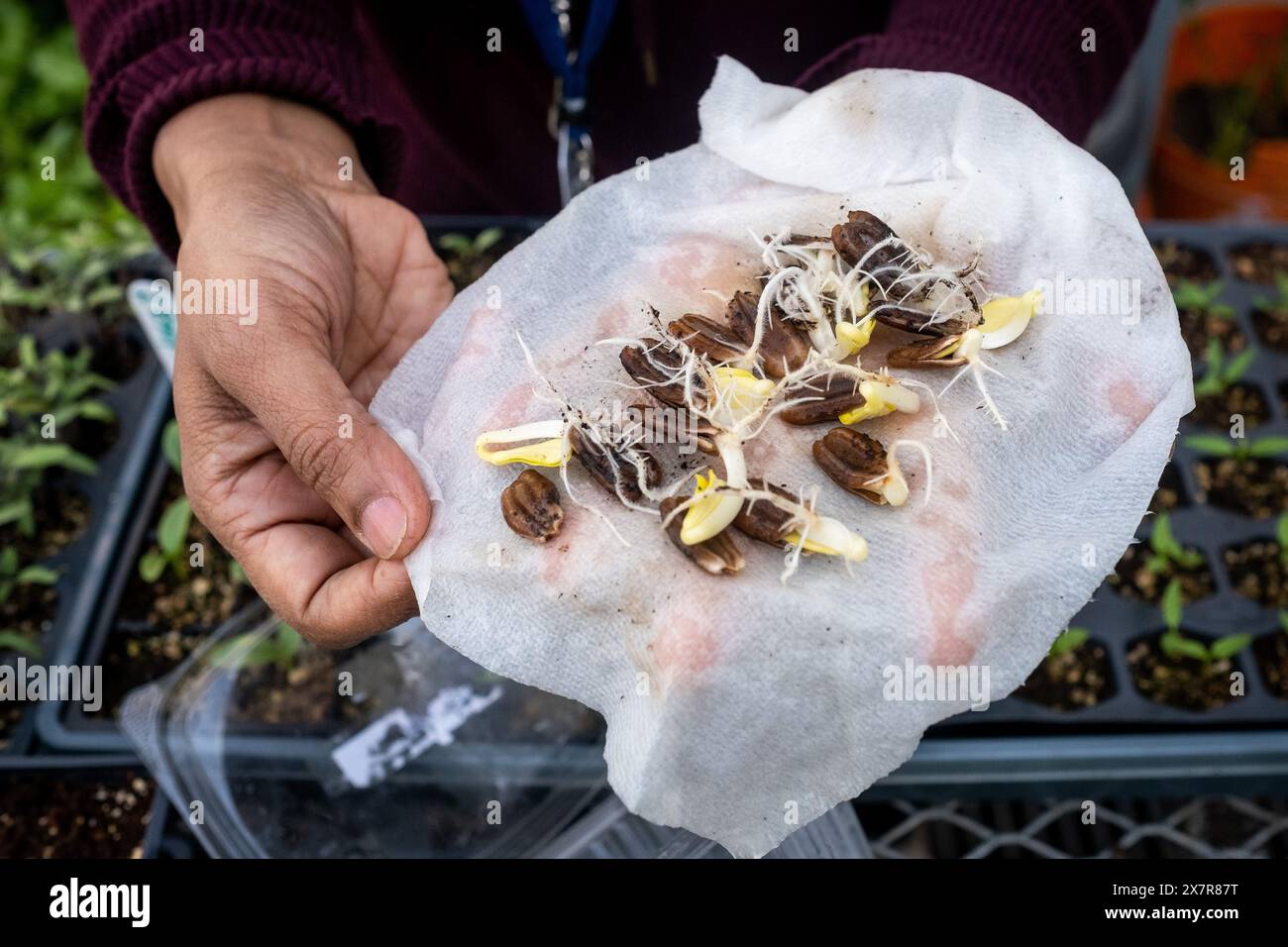 A woman preparing to plant a seed with seedling in the Flemo Farm ...