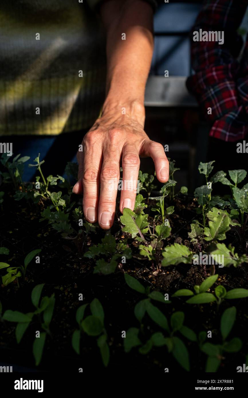 A budding plant in the Flemo Farm association's shared garden in a ...