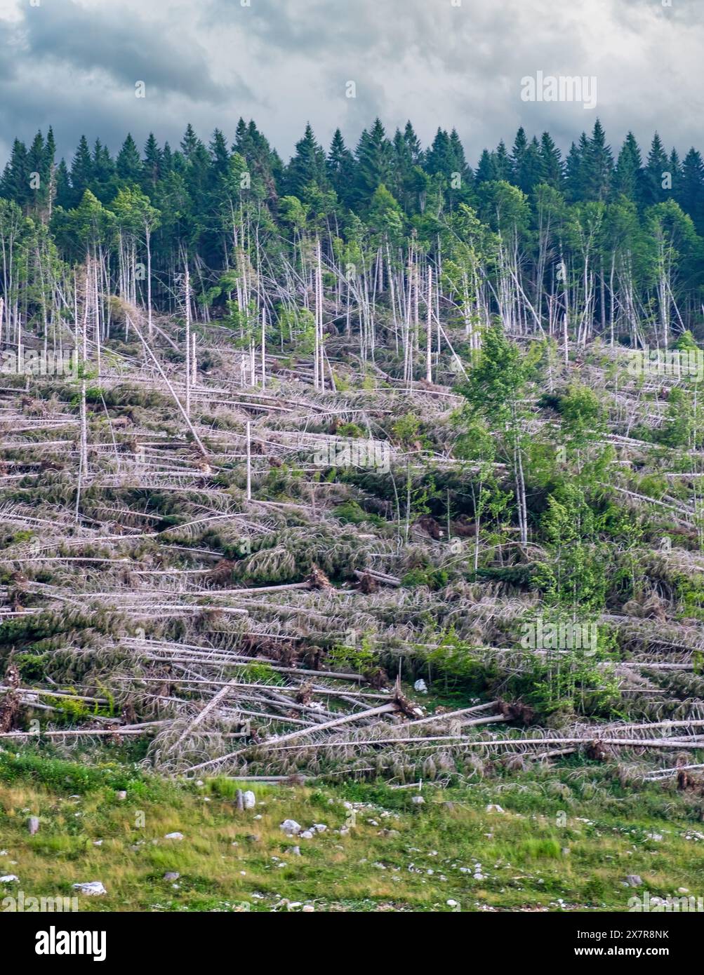 The storm Vaia (2018) caused considerable damage to the Italian forests ...