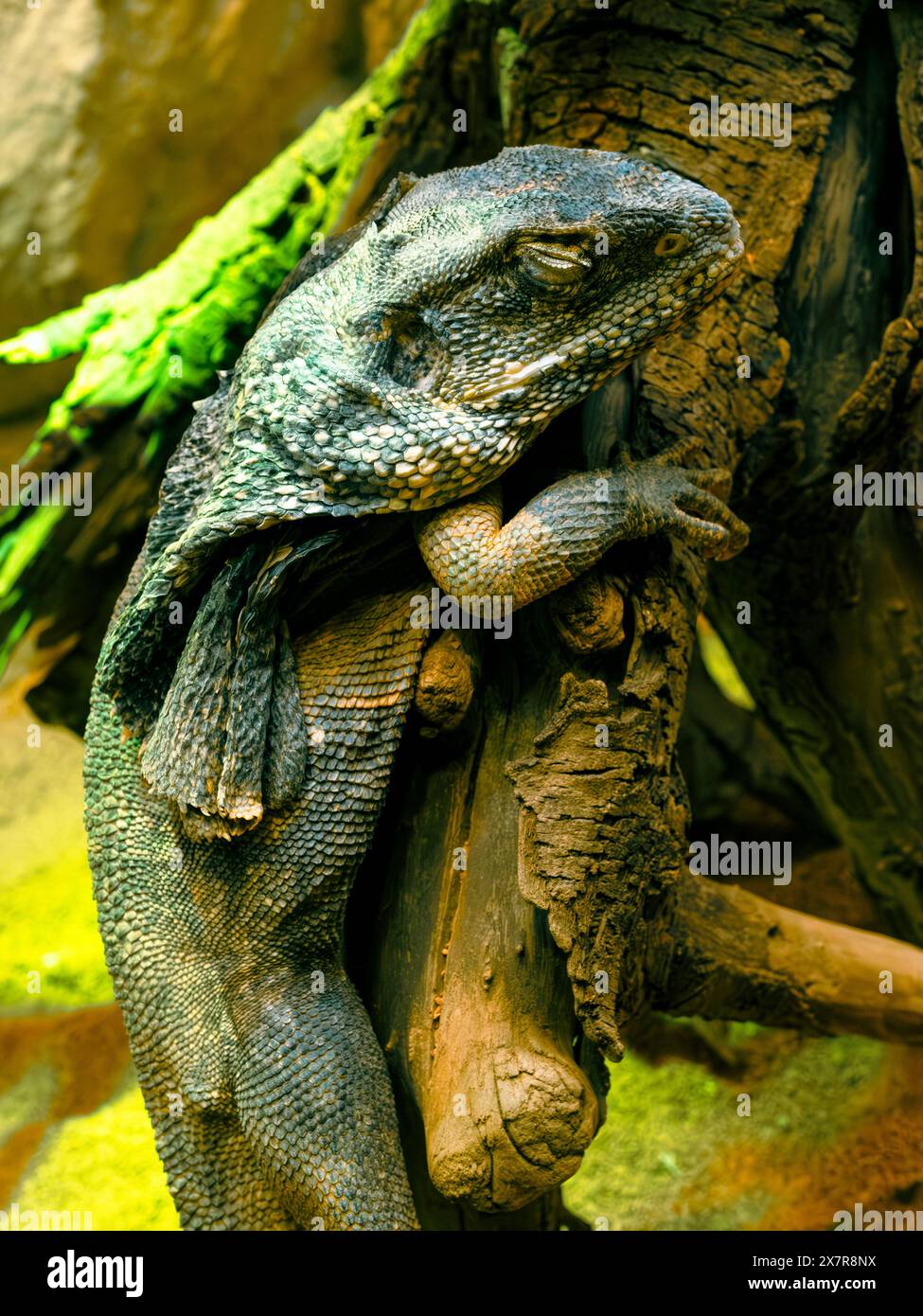 A Dragon lizard is seen resting peacefully on a tree branch. Its ...