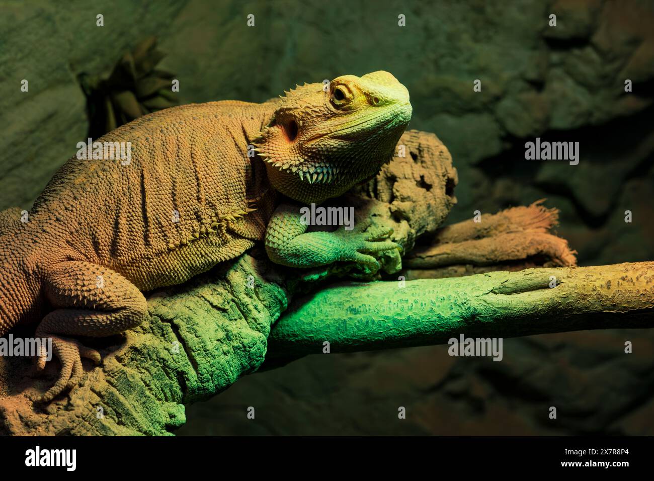 A Bearded Dragon rests comfortably on a tree branch inside a terrarium ...
