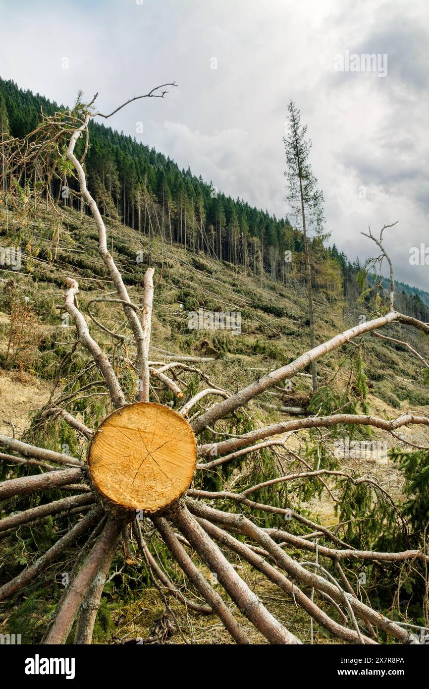 Damage caused by cyclone hi-res stock photography and images - Alamy
