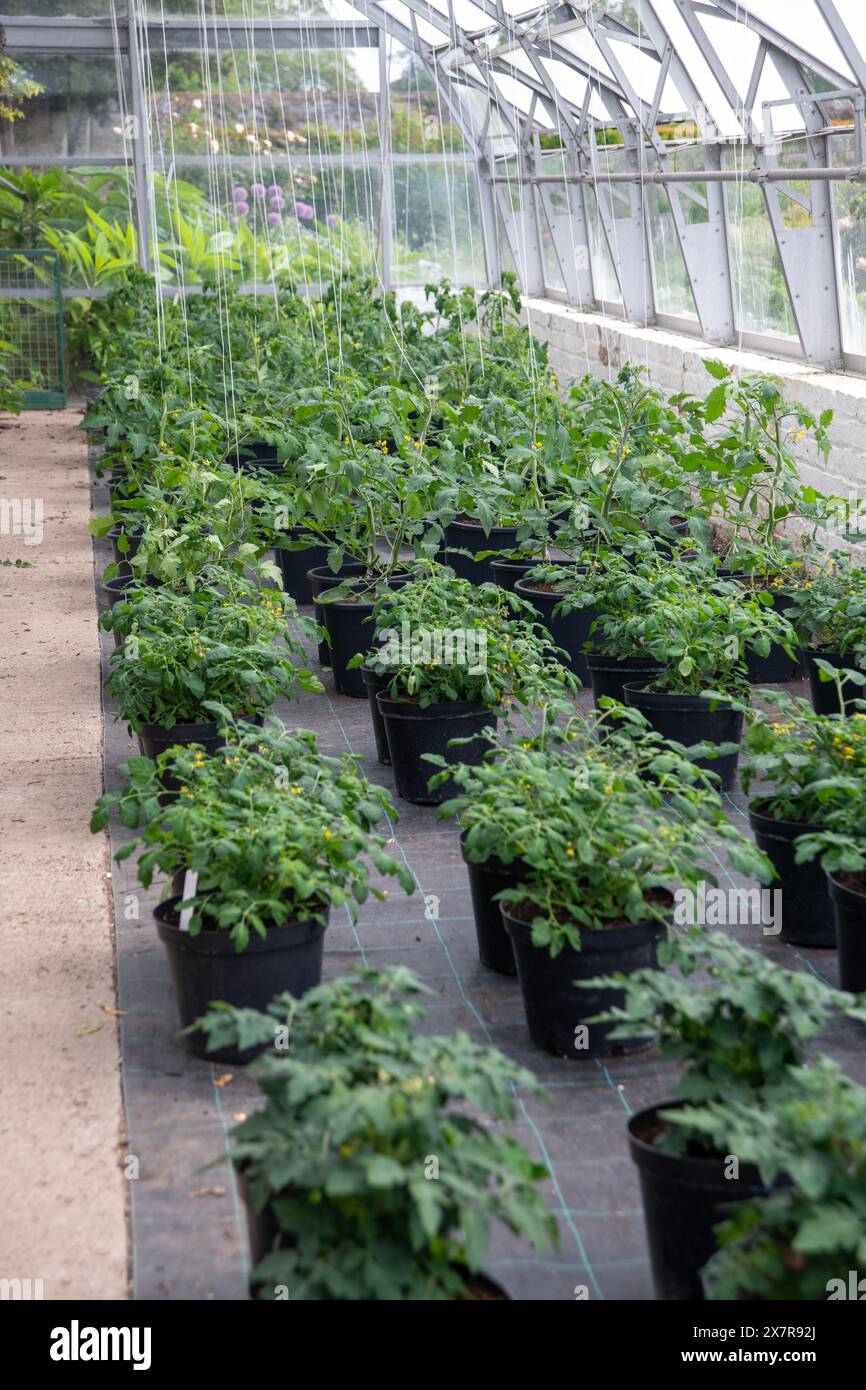 Rows of tomato plants growing in pots inside a commercial greenhouse ...