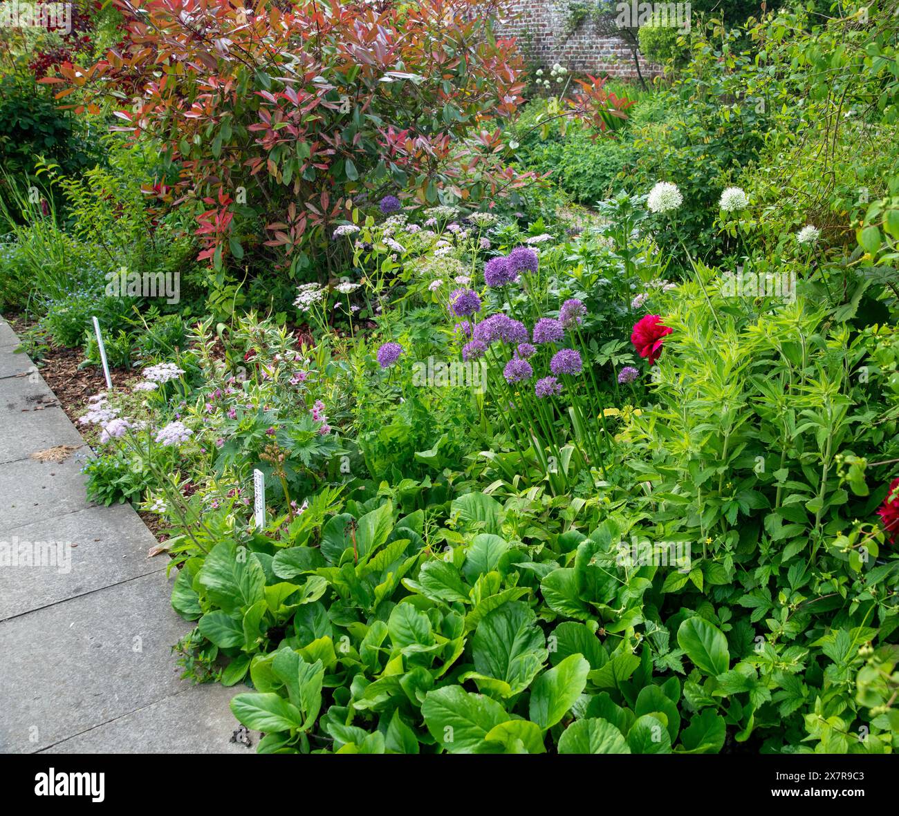 Lush garden with a diverse array of plants and flowers in full bloom ...
