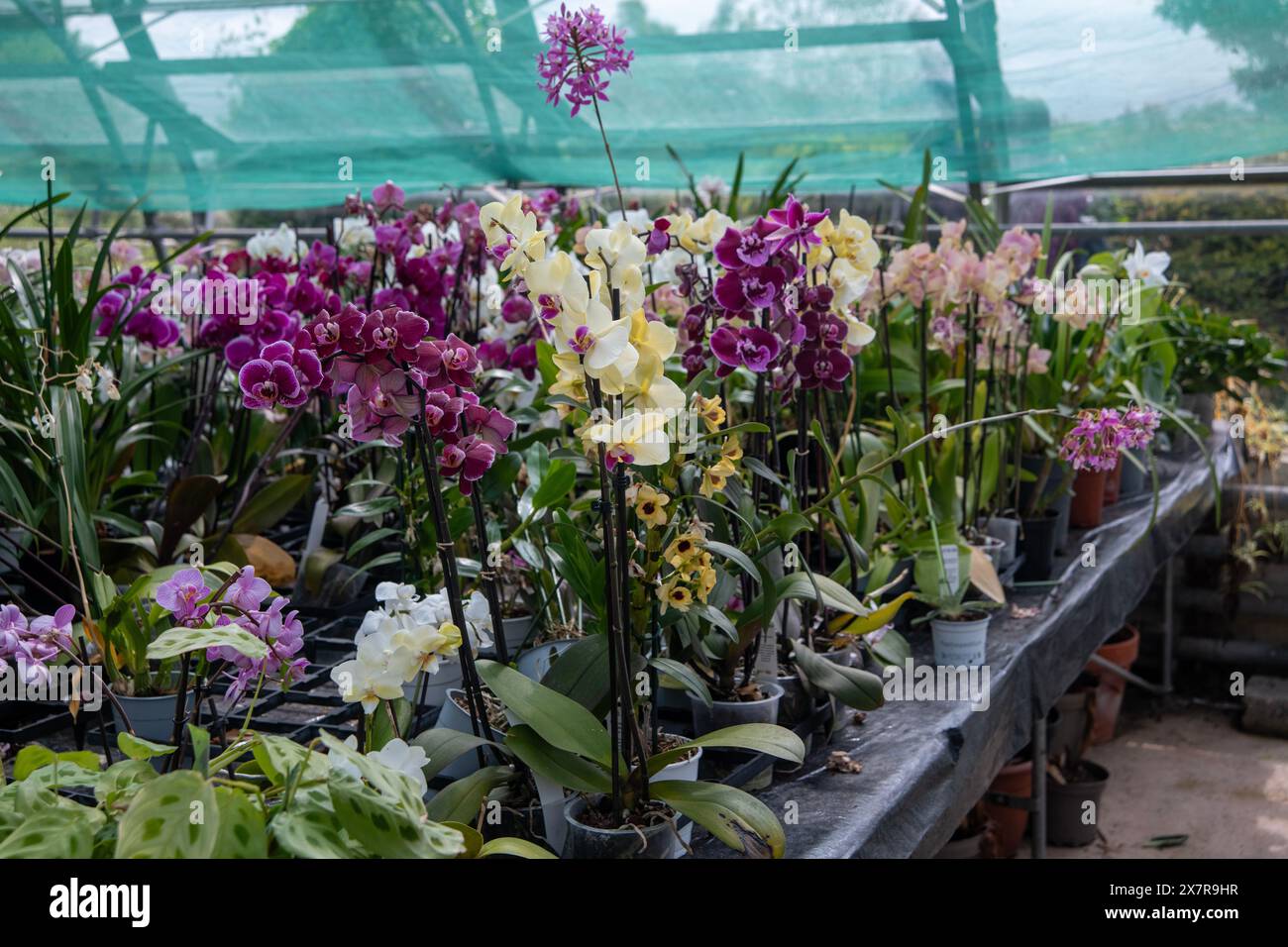Colourful orchids in bloom inside a greenhouse with a variety of potted ...
