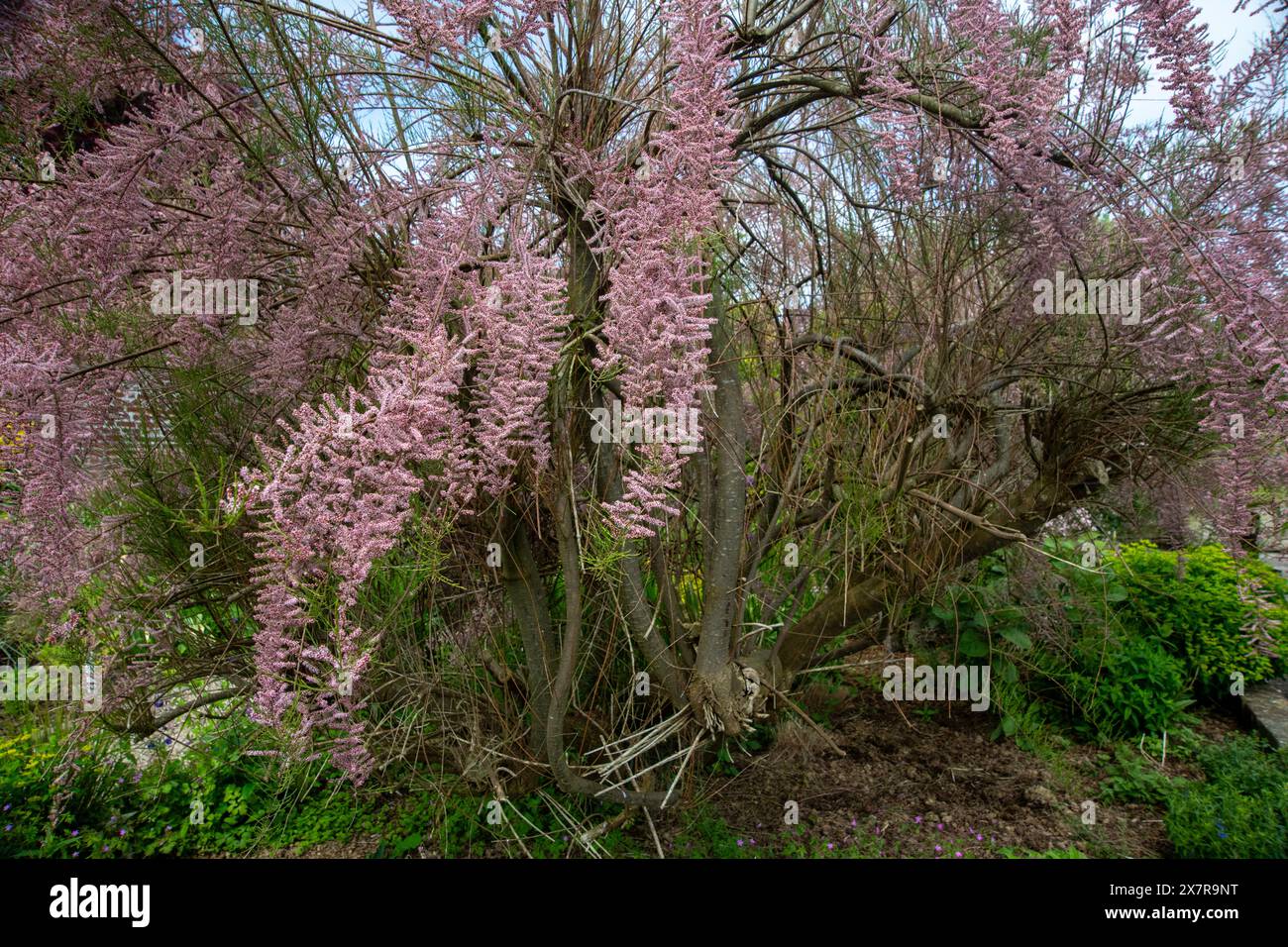 Beautiful Tamarix tree in full pink bloom during springtime, set in a ...